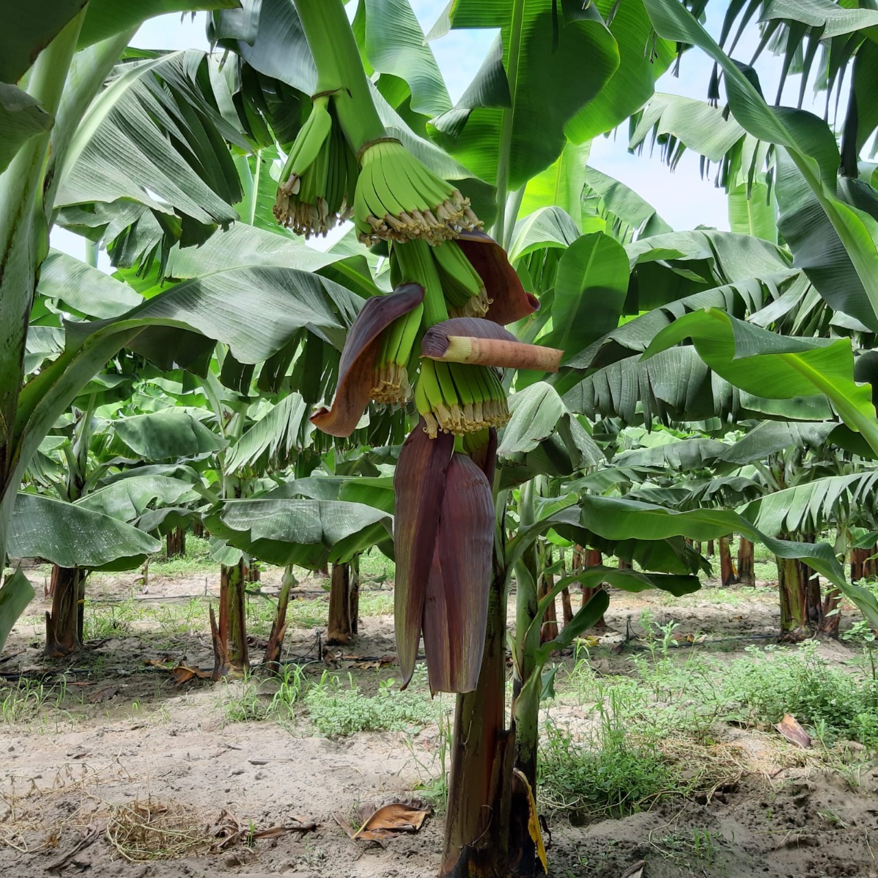 Racimo en crecimiento banano